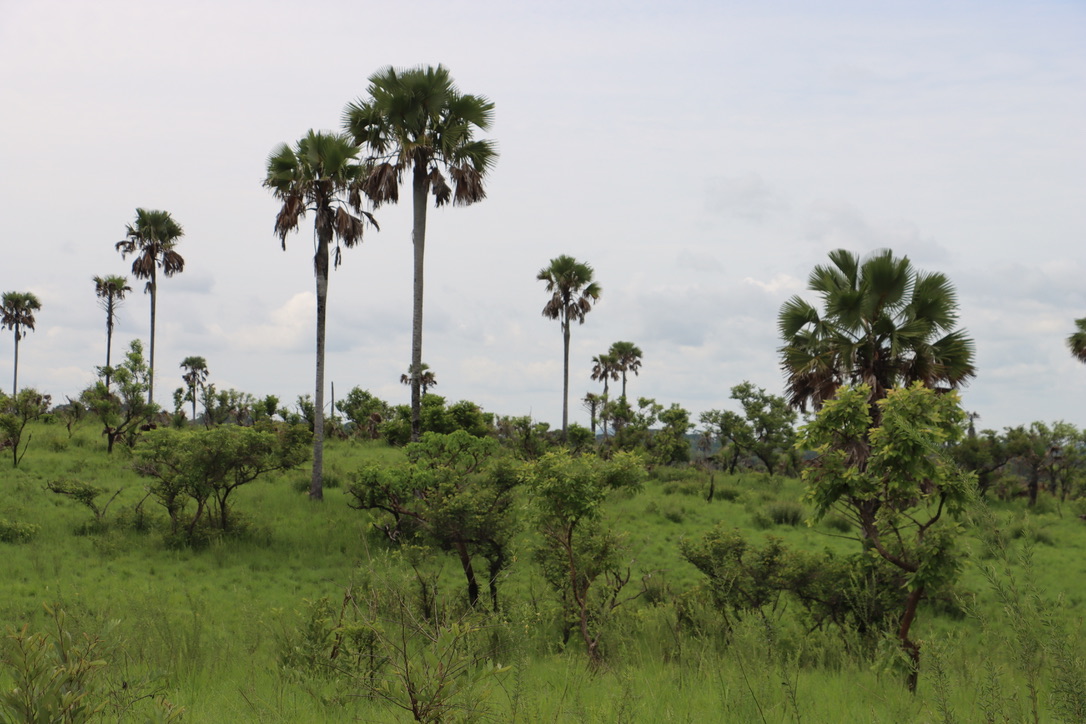 AFAS Côte d'Ivoire attended the annual event of the LAMTO savanna ...
