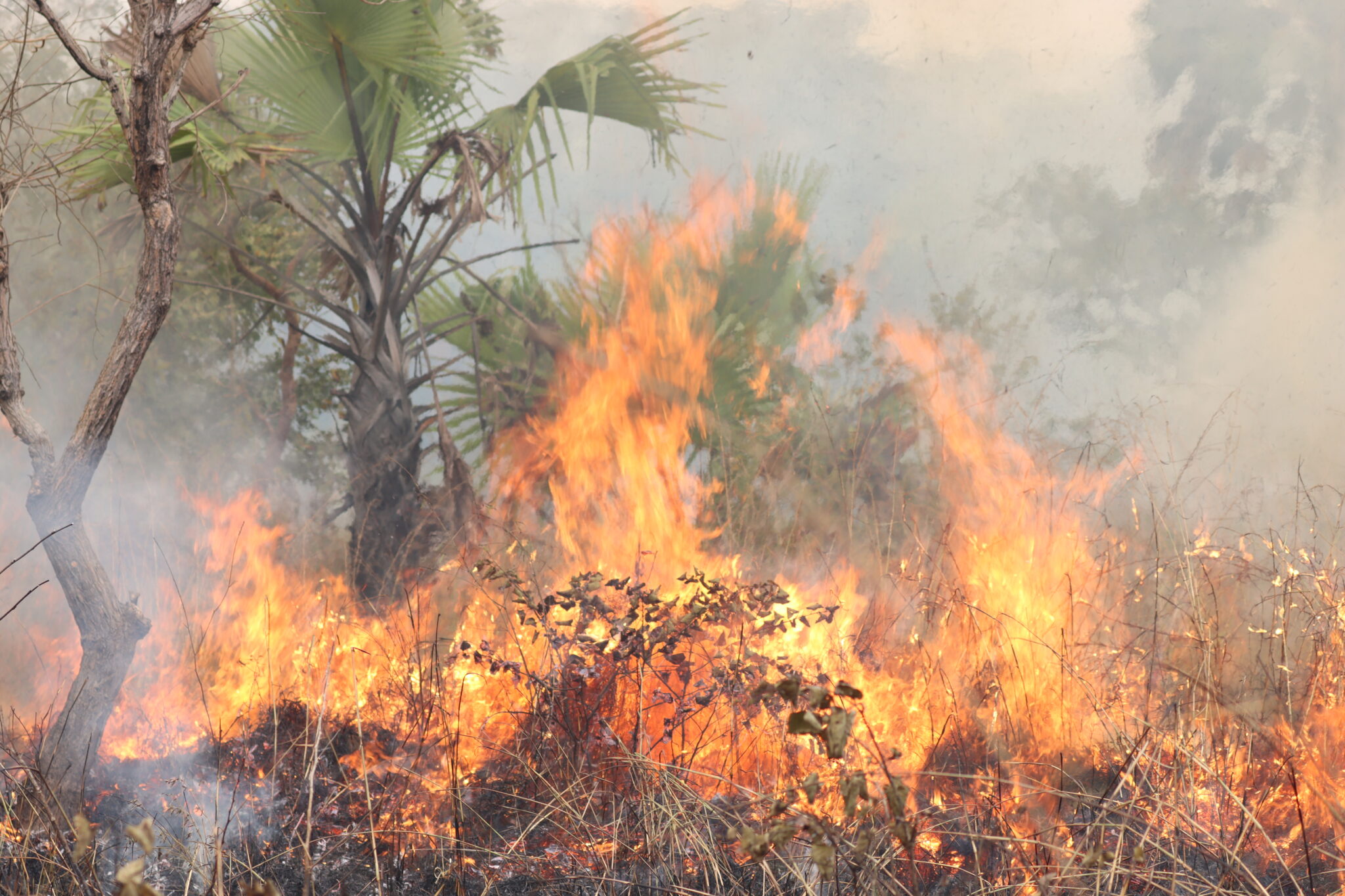 AFAS Côte d'Ivoire attended the annual event of the LAMTO savanna ...