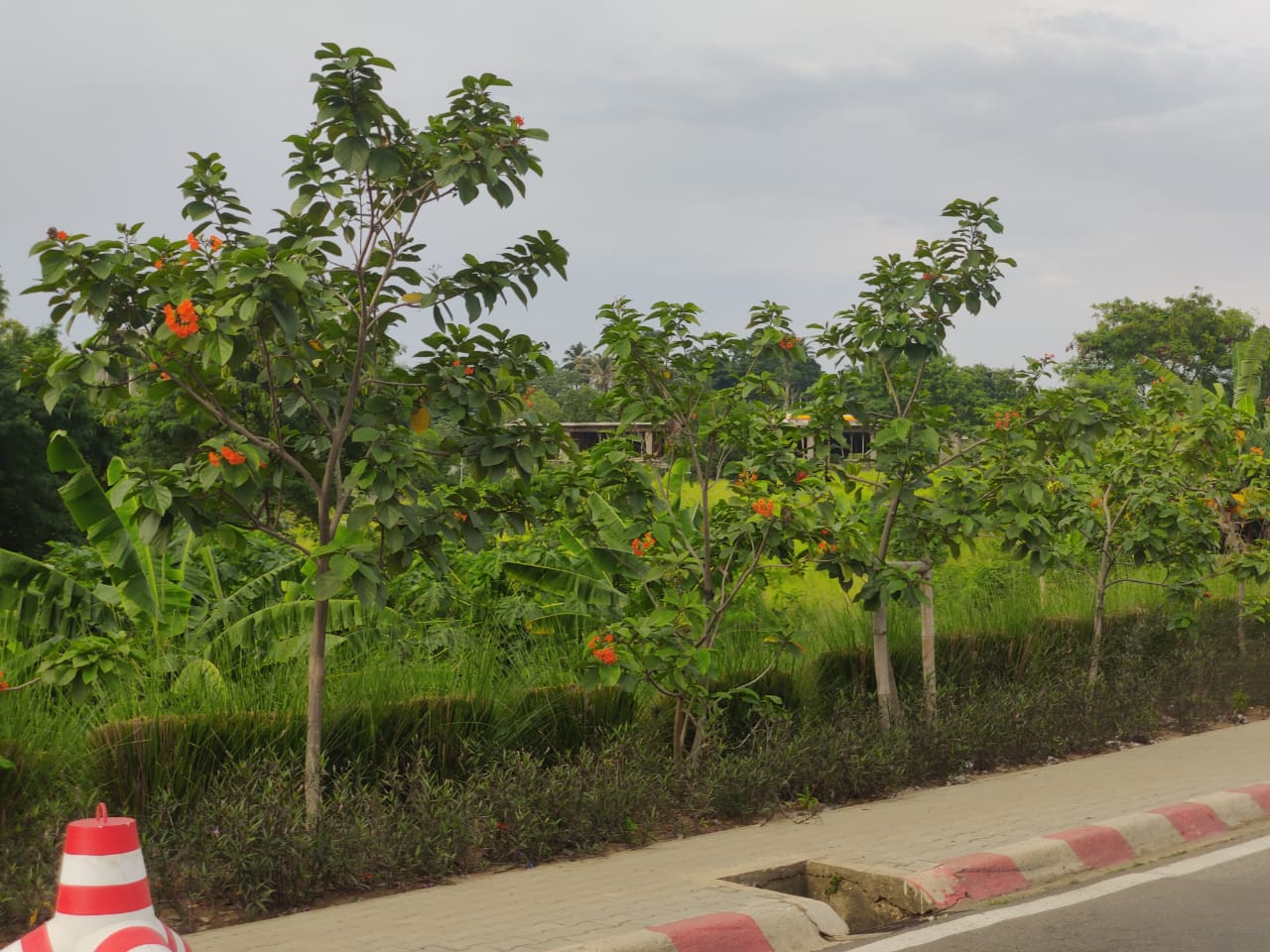 Nature Based Solutions: What are they? Why do they Matter? - AFAS