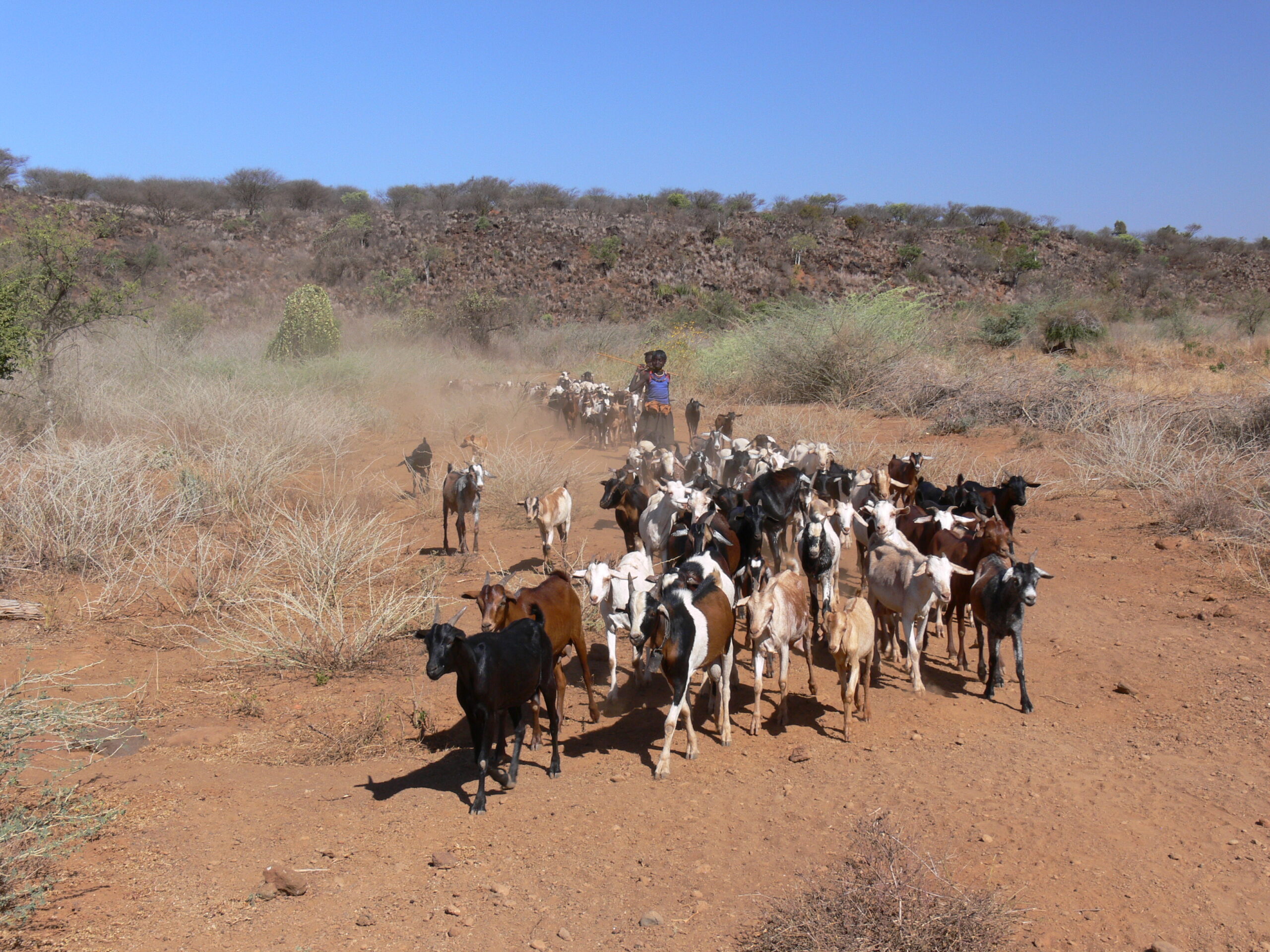 Online-Lecture Series on Human-Wildlife Interactions - AFAS