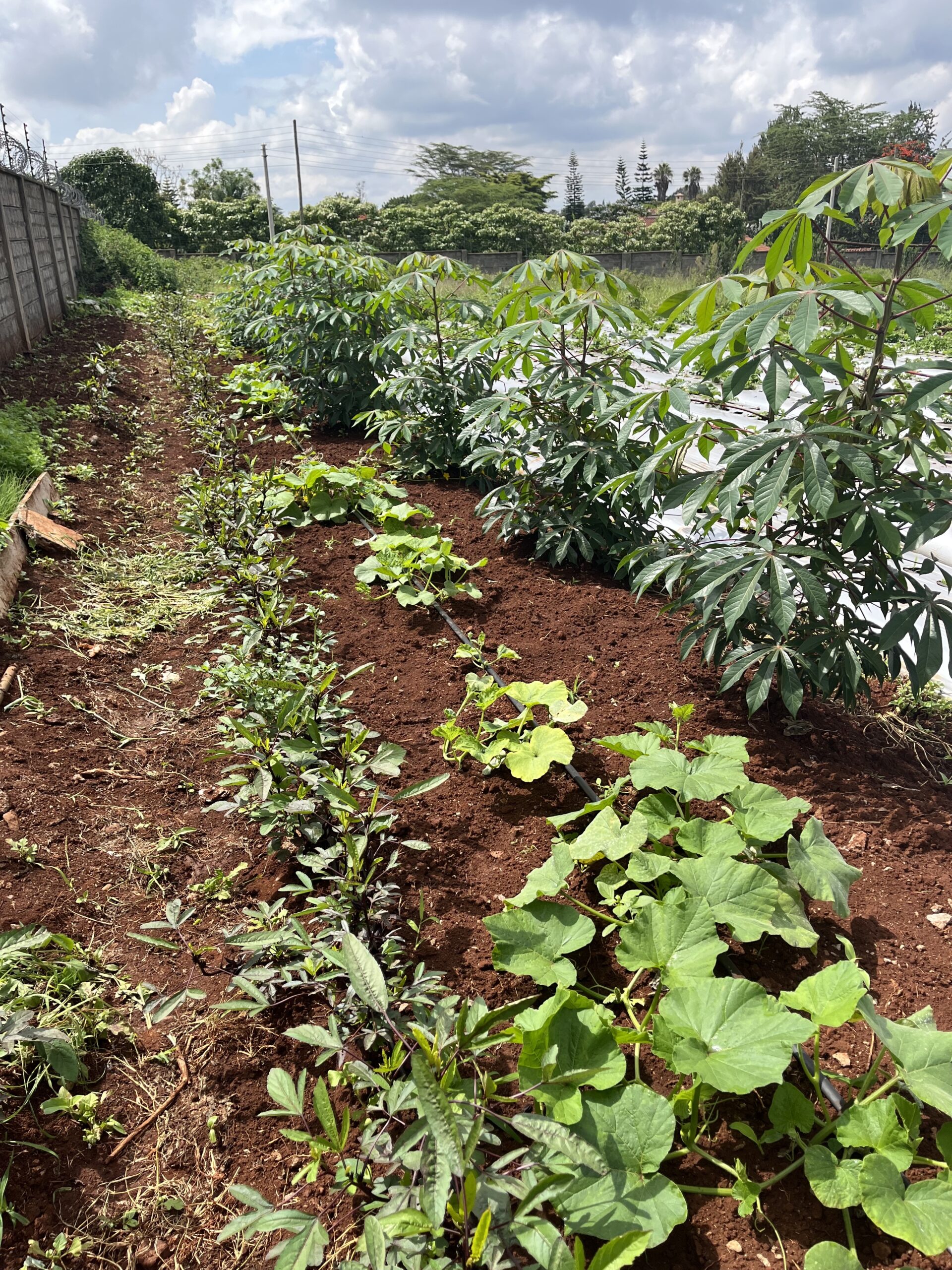 Exploring urban agriculture as a Nature-based Solution: A case study of ...