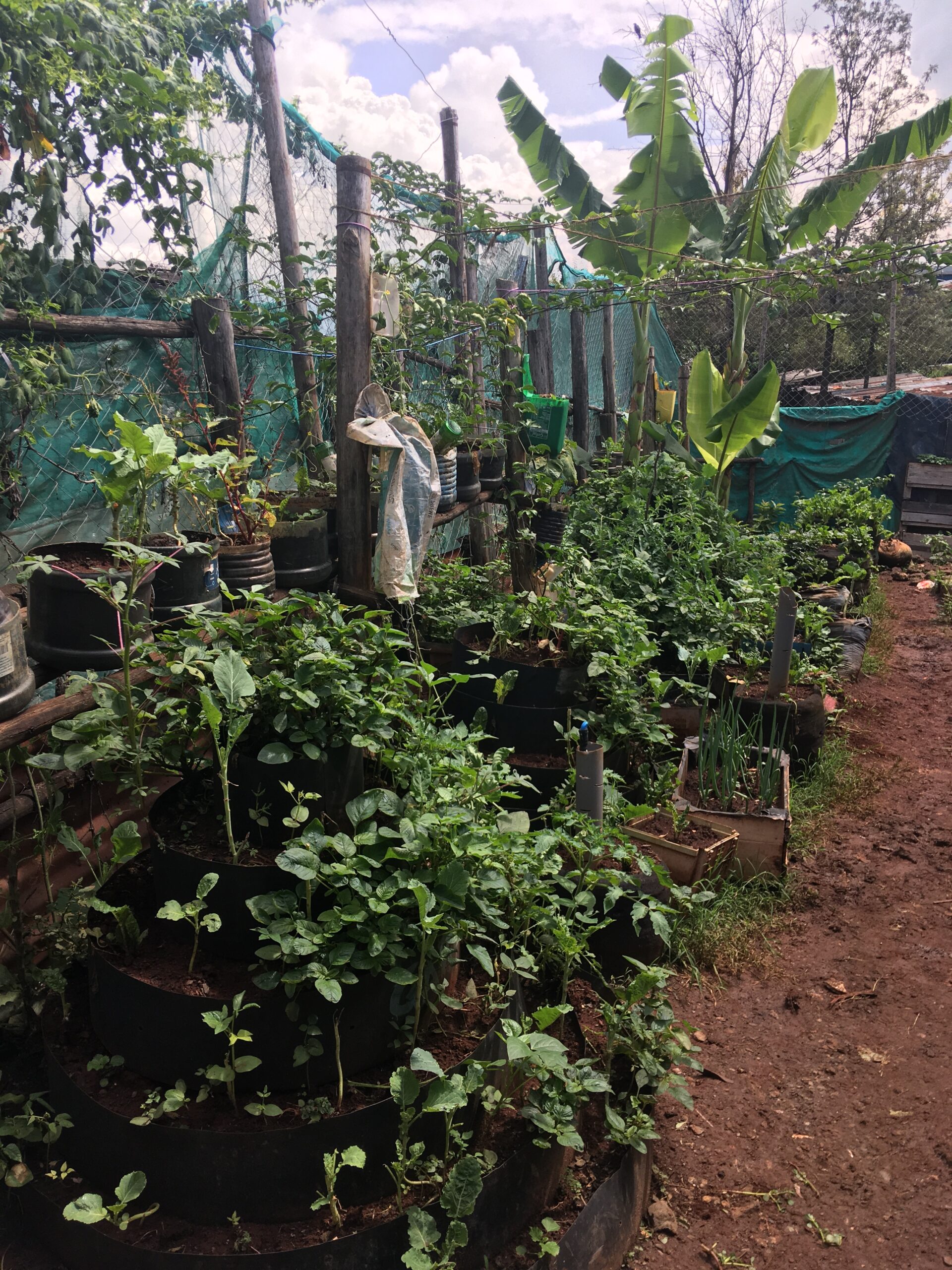 Exploring urban agriculture as a Nature-based Solution: A case study of ...