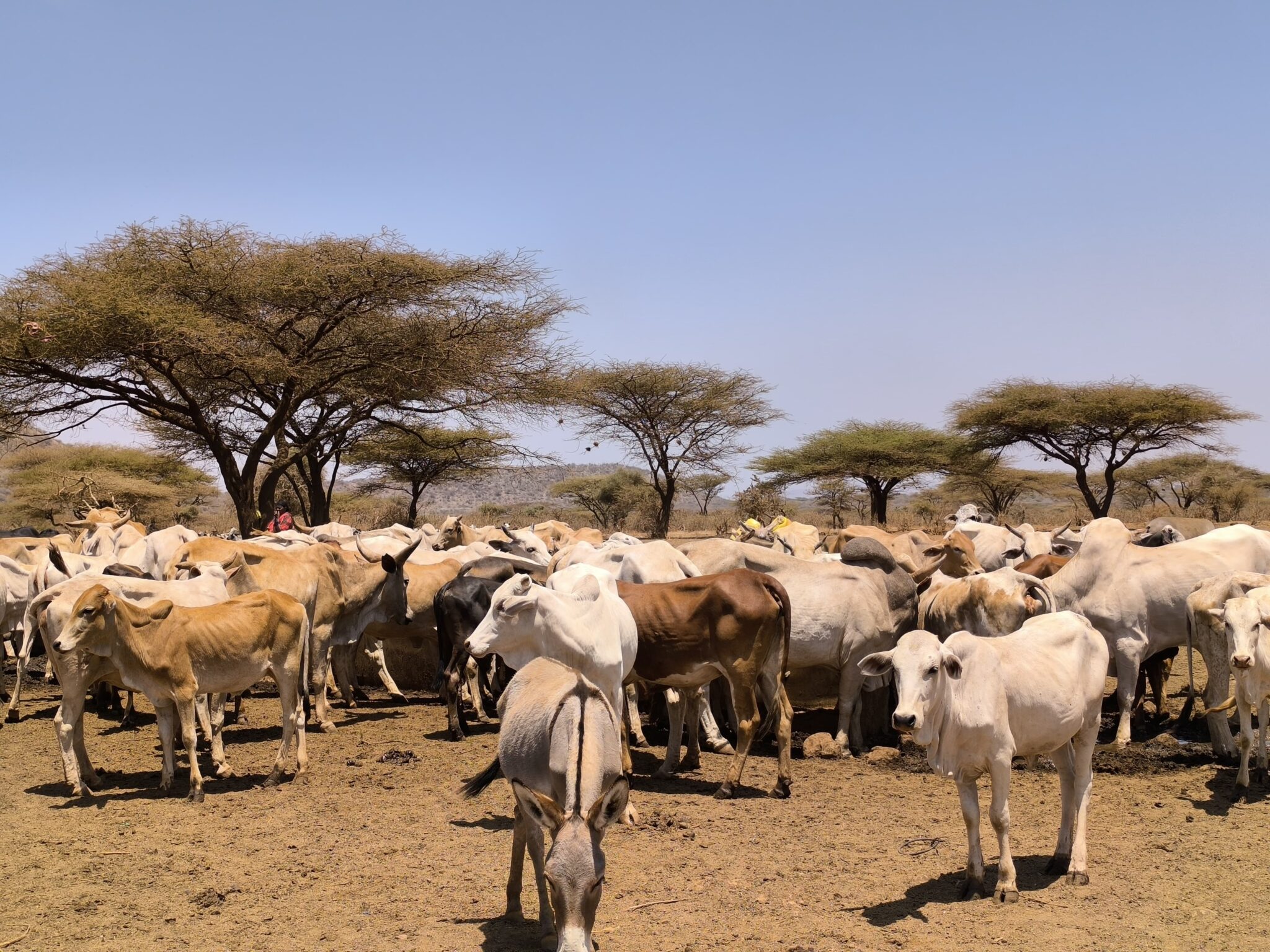 Pastoralism in the Drylands: Realities and Perspectives - AFAS