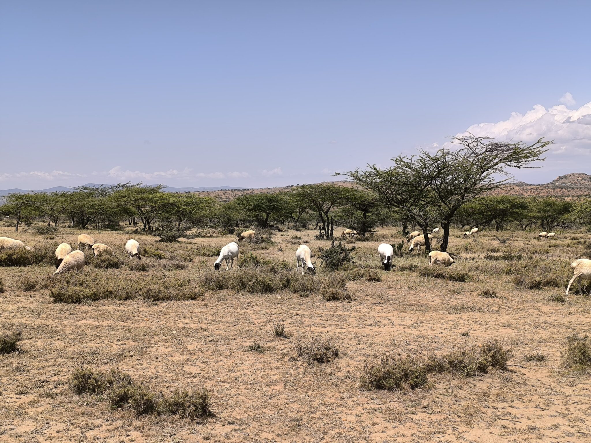 Where Grass Means More: Land Restoration, Culture and Women in Laikipia ...
